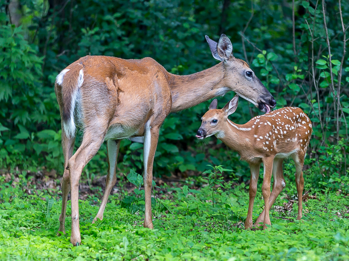 Doe and Fawn - Fred Sobottka - Western Wisconsin Photo Club