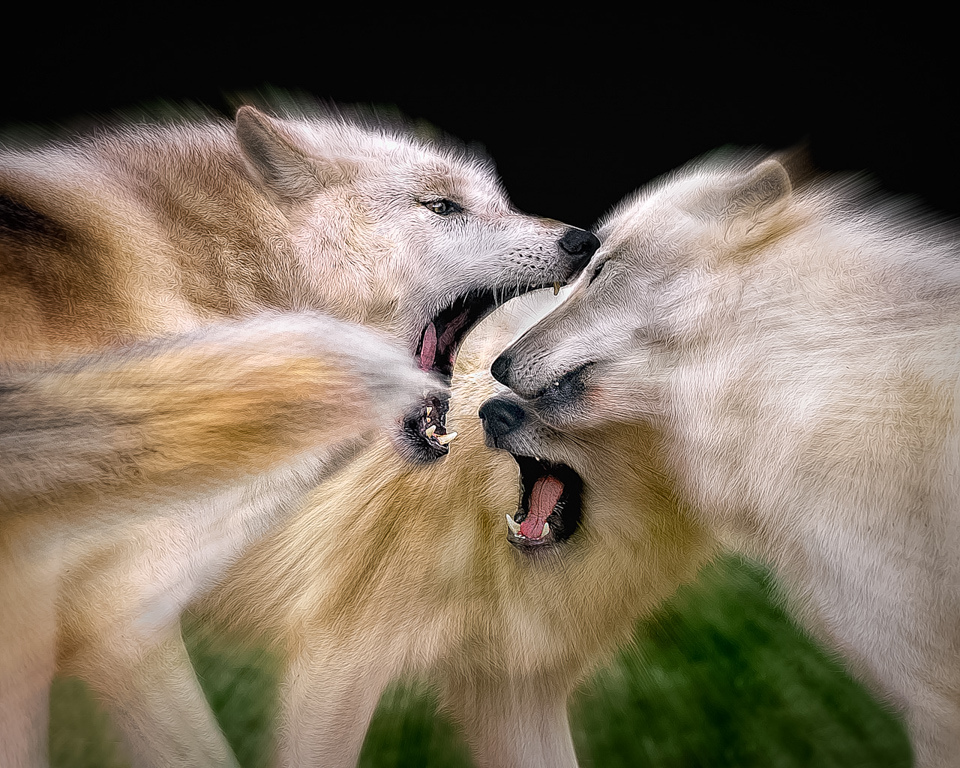 1st Place Altered Reality - Alpha Wolf - Marianne Diericks - Western ...