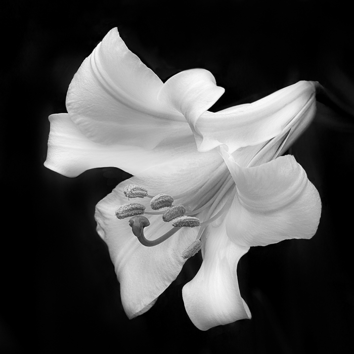 Mono Print - Regale Album Lily - Terry Butler - Western Wisconsin Photo ...